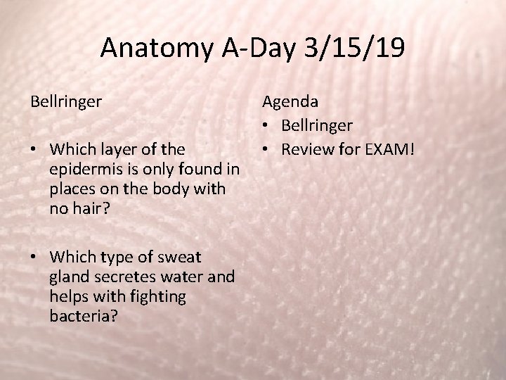 Integumentary System Anatomy ADay 31119 Bellringer What are