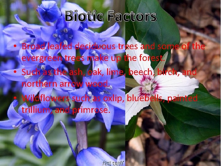 Deciduous Forest By Kyle Kysor Abiotic Factors Average