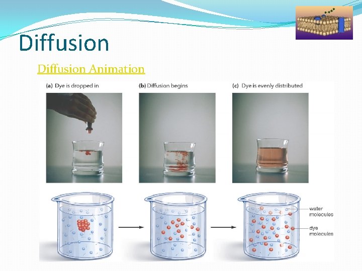 Cell Membrane Transportation How do cells transport ions