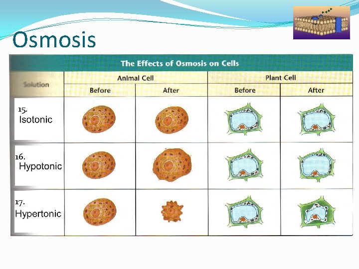 Cell Membrane Transportation How do cells transport ions