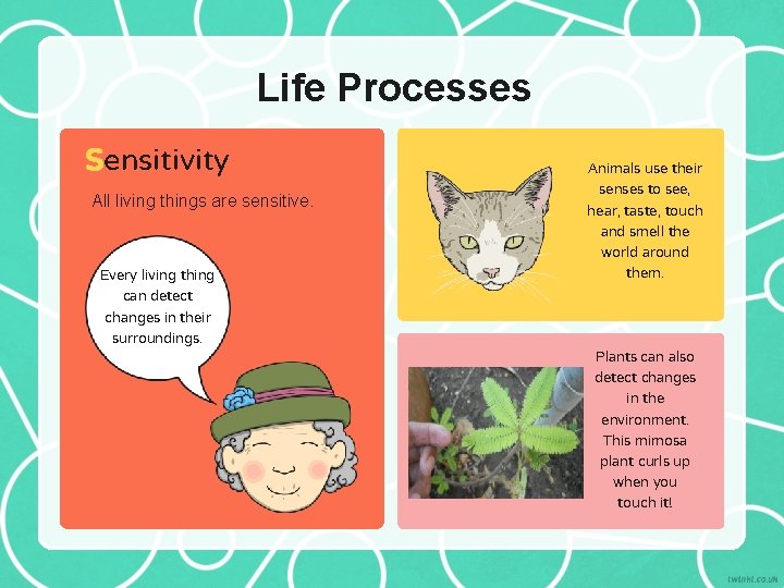 Science Living Things and Their Habitats Year One