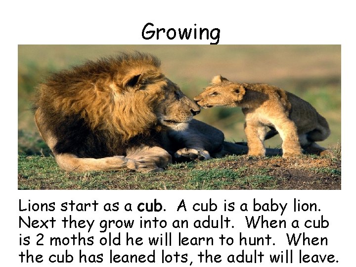 Great Lions By Zachary Brown Table of Contents