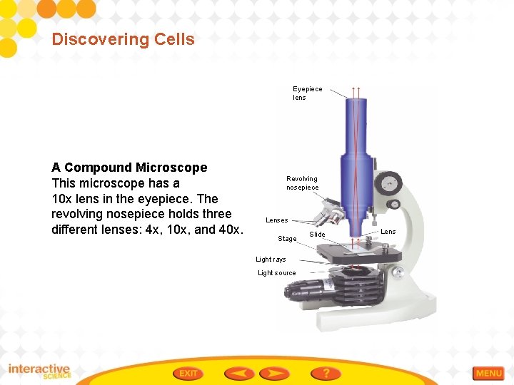 Introduction to Cells Table of Contents Discovering Cells