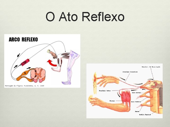 Biologia Animal Fisiologia Comparada Professora Ana Carolina Os