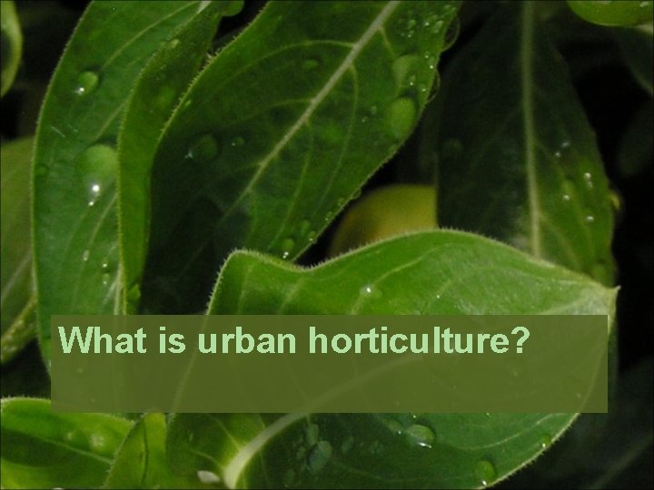 HT 301 What Is Urban Horticulture Ag Ed