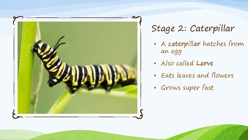 The Butterfly Life Cycle Brianna Meitzler Kindergarten Science