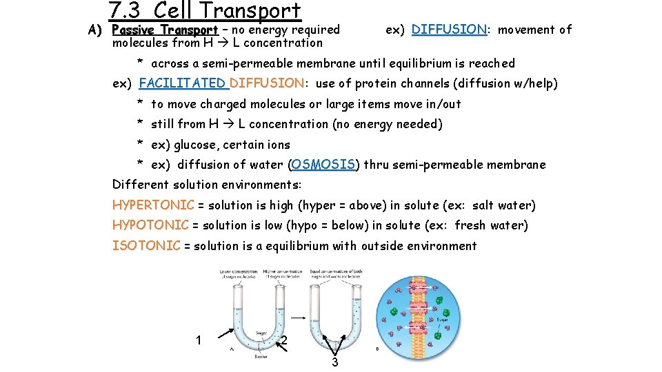 Cell Transport and Homeostasis H Bio Cell Transport