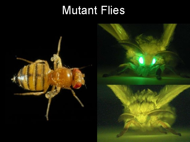 Mutation DNA changes DO NOW 316 Objective Define