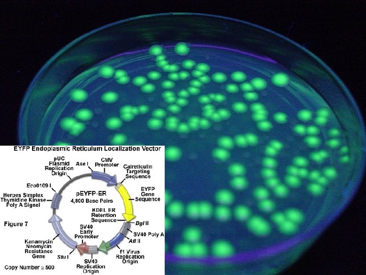 Mutation DNA changes DO NOW 316 Objective Define
