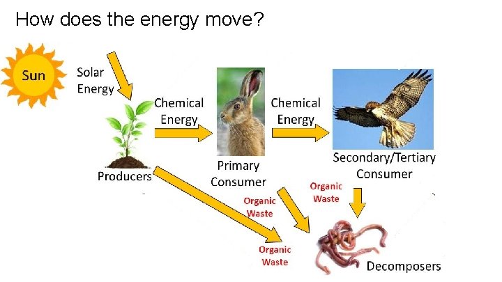 Biology RLO 3 Energy Flow in Ecosystems Think