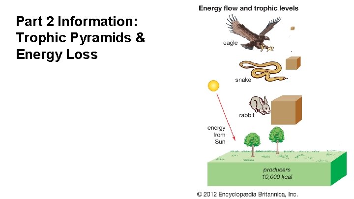 Biology RLO 3 Energy Flow in Ecosystems Think