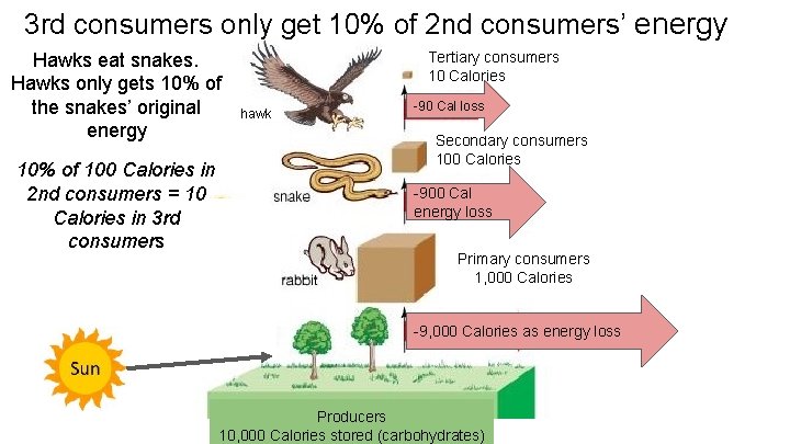 Biology RLO 3 Energy Flow in Ecosystems Think