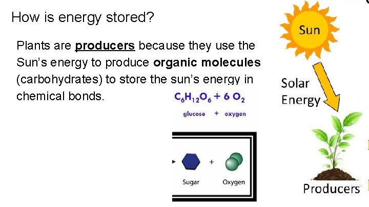 Biology RLO 3 Energy Flow in Ecosystems Think