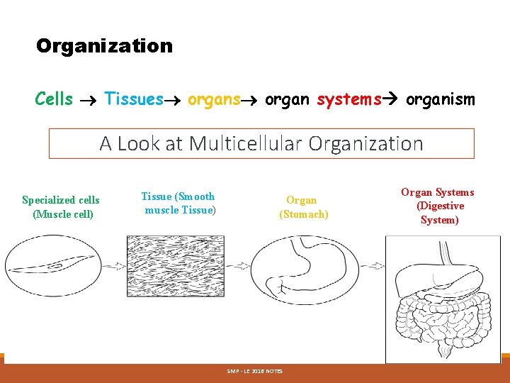 Cells The Basic Unit of Life Txtbk Ch
