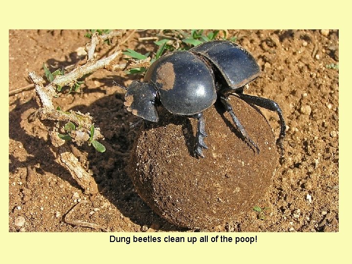 Insects Are you afraid Should you be Ill