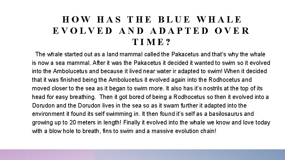 THE BLUE WHALE AND HOW IT EVOLVED AND