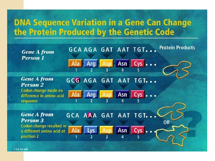 Mutations Genetic Variation Biology 30 Molecular Genetics Silent