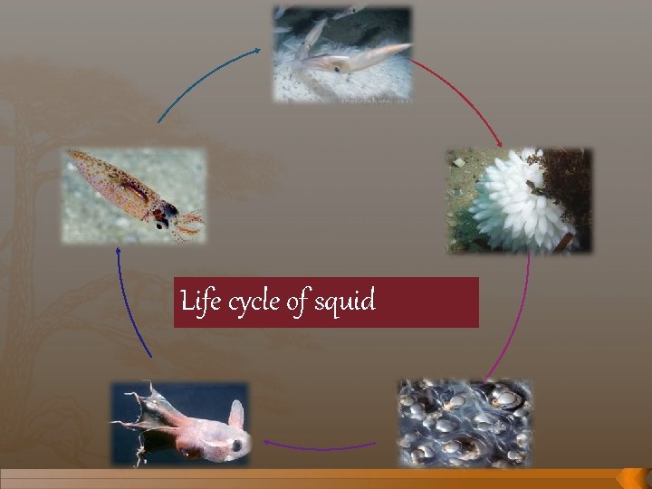 Life cycle and breeding of squids Introduction Phylummolluscs