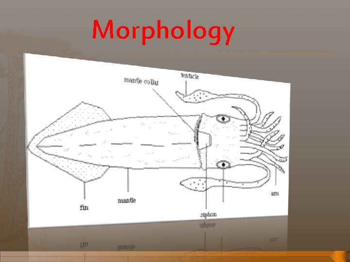 Life cycle and breeding of squids Introduction Phylummolluscs
