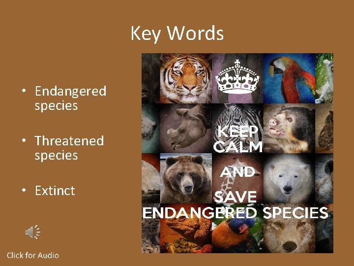 5 th Grade Animals Learn about animal species