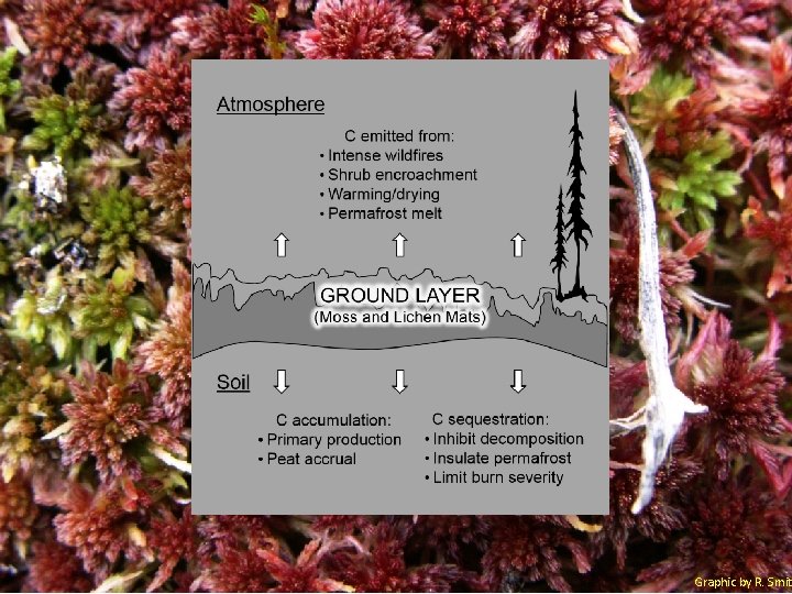 FIA GROUND LAYER INDICATOR Robert Smith Sarah Jovan