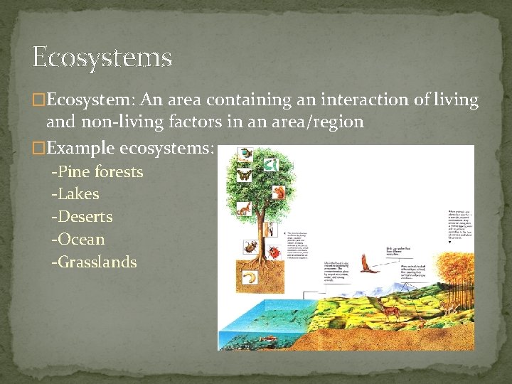 Ecology Roles and Relationships Between Organisms and their