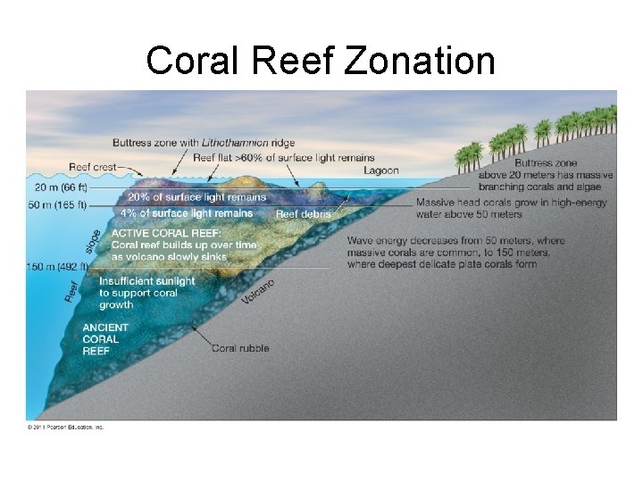 General Oceanography Chapter 13 Animals of the Benthic