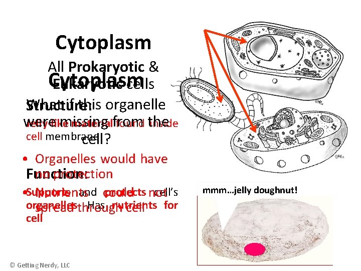 Cell Structure Cell Organelle Graphic Organizer Objective To