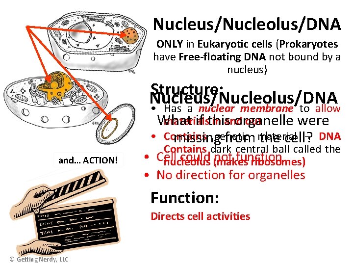 Cell Structure Cell Organelle Graphic Organizer Objective To