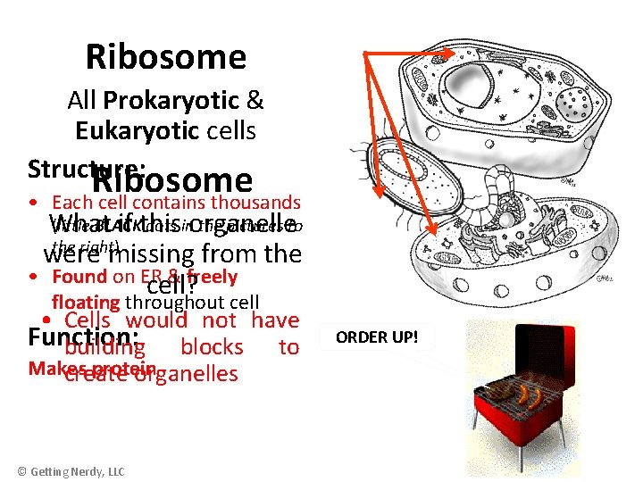 Cell Structure Cell Organelle Graphic Organizer Objective To