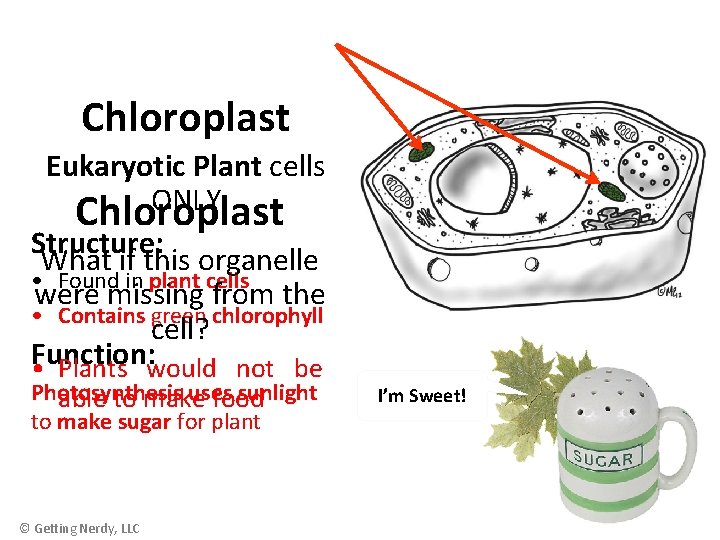 Cell Structure Cell Organelle Graphic Organizer Objective To