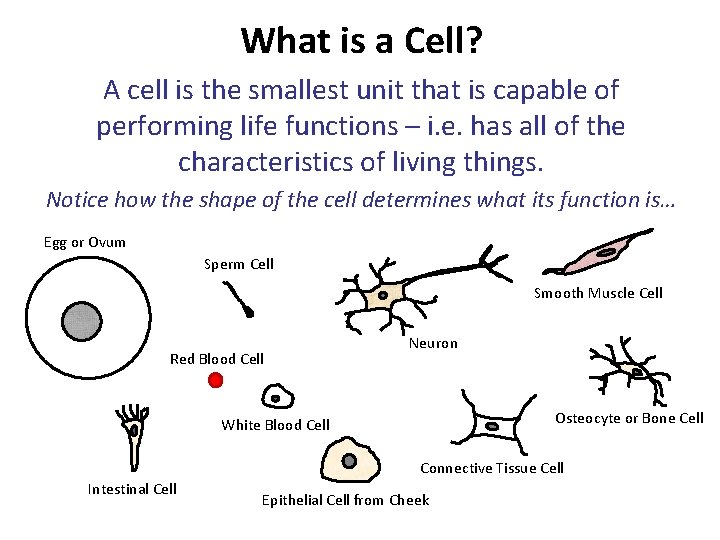Cell Structure Cell Organelle Graphic Organizer Objective To