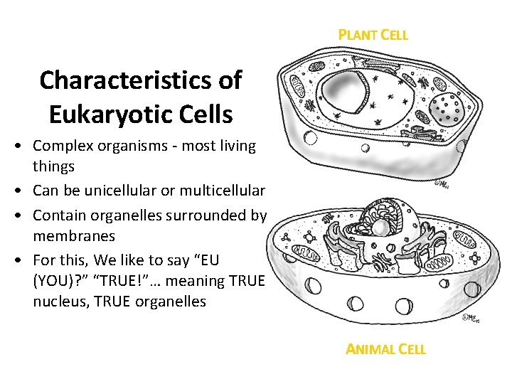 Cell Structure Cell Organelle Graphic Organizer Objective To