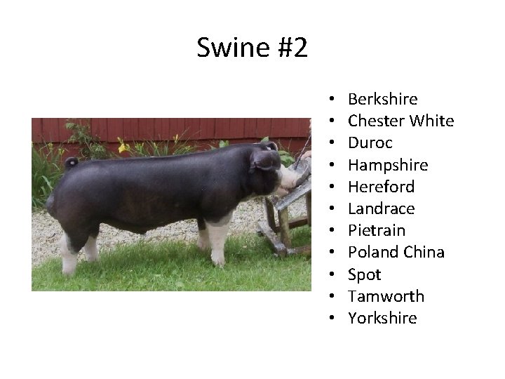 Livestock Skillathon Livestock Breed Identification Swine 1 Berkshire