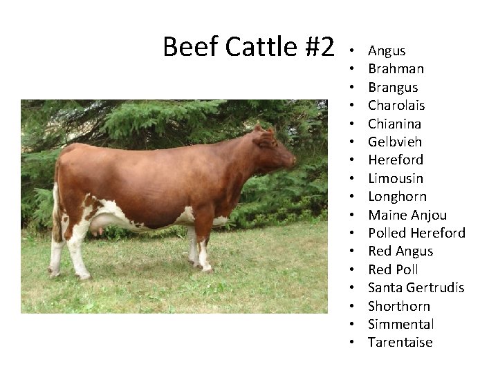 Livestock Skillathon Livestock Breed Identification Swine 1 Berkshire