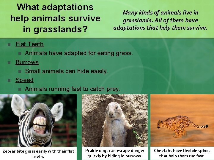 Habitats and Adaptations How do adaptations help living