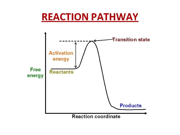 ENZYMES BY RICHA ASWAL LECTURER PHARMACY G P