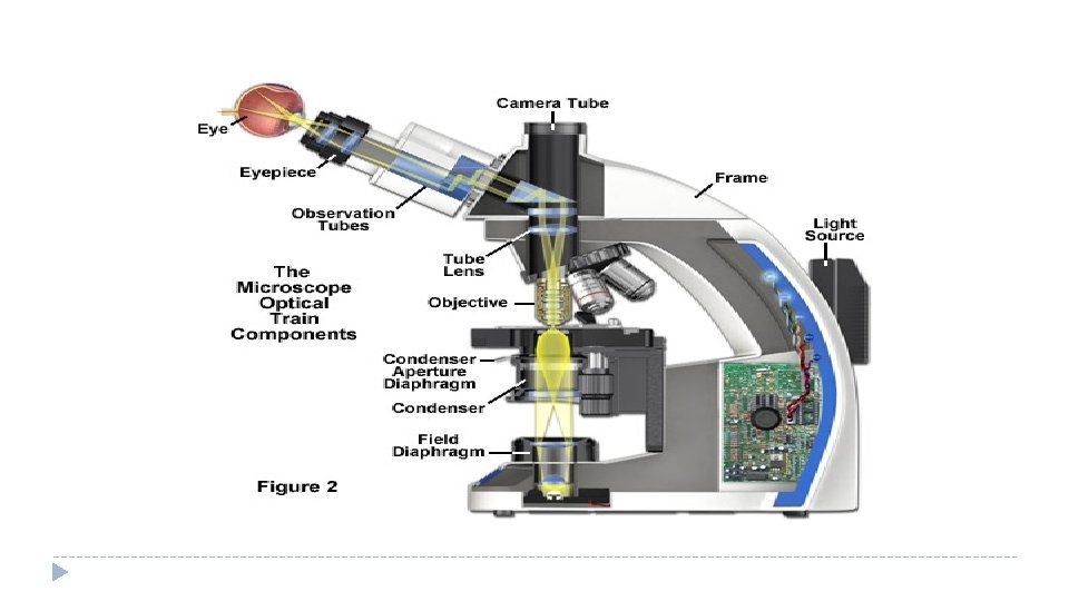 Lecture 2 Microscopy Introduction to Microscopy Cell Biology