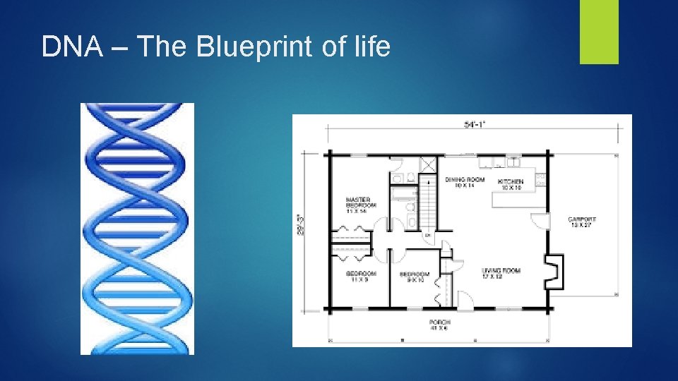 DNA PART 1 THE BLUEPRINT OF LIFE DNA
