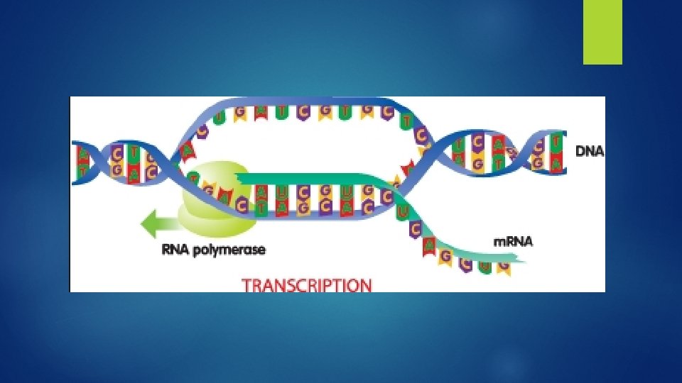 DNA PART 1 THE BLUEPRINT OF LIFE DNA