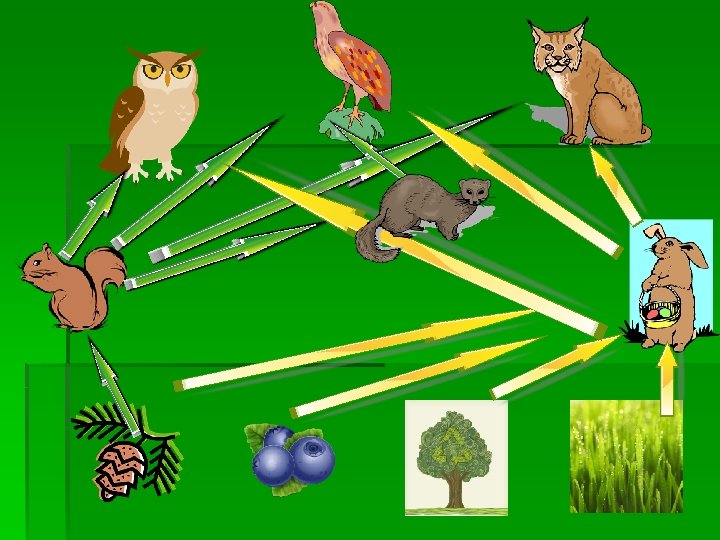 Food Webs Ecological Pyramids Ecological Niche Ecological niche
