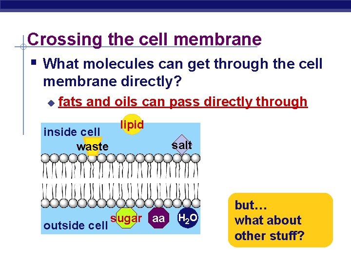 Cell Membranes Movement Across Them Cell plasma membrane