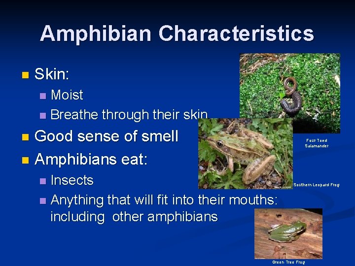 Amphibians and Reptiles An Introduction to Herpetofauna Edited