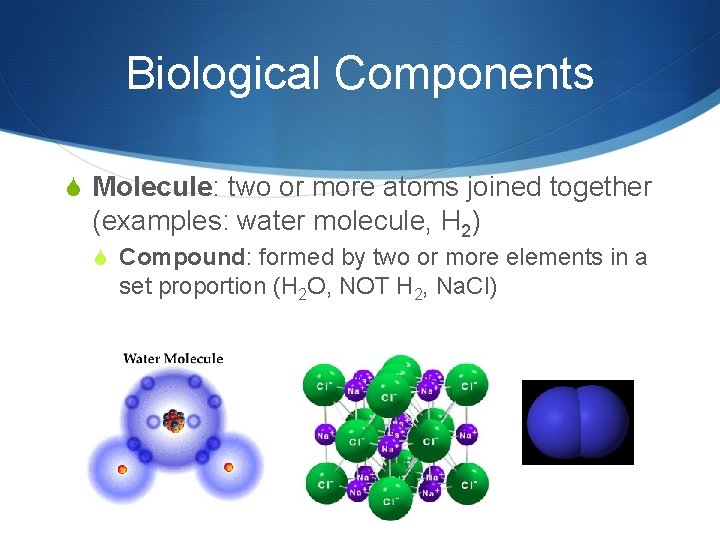 Biology What are the parts S Biological Components
