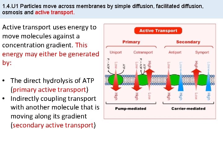 1 4 Membrane transport Part 2 Essential idea