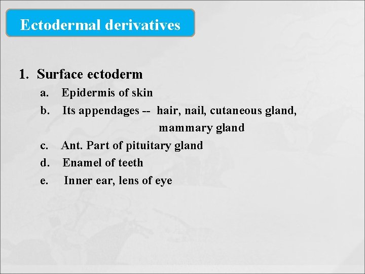 Embryonic period Department of Anatomy Inje University College