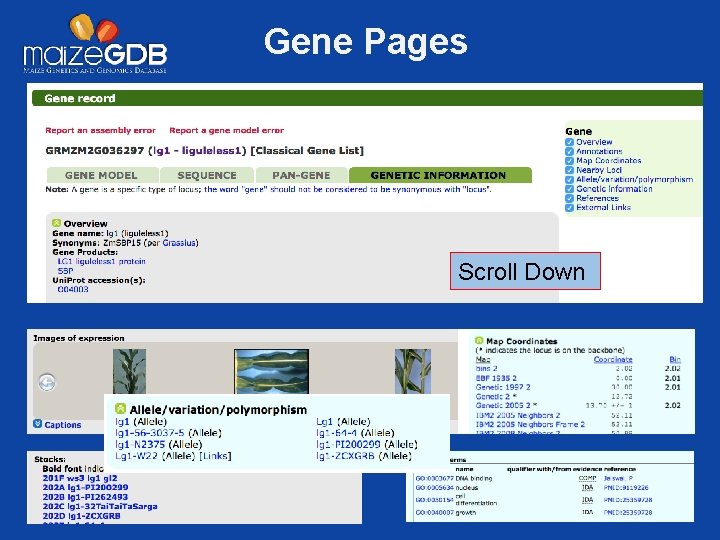 Maize GDB data types tools genomes and how