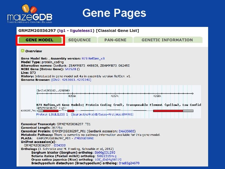 Maize GDB data types tools genomes and how