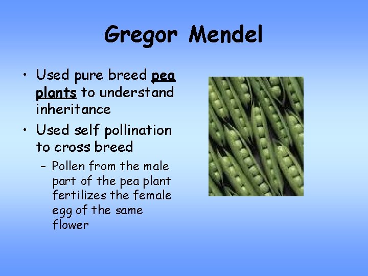Chapter 11 Genetics Gregor Mendel Used pure breed