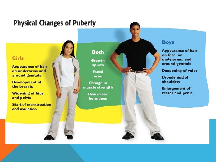 PUBERTY BELL RINGER What are some of the